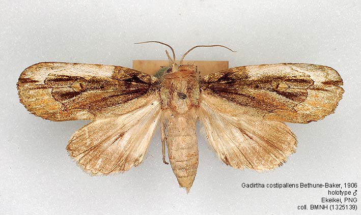 Papua Insects Foundation (Lepidoptera/Nolidae/Eligminae/thumbnails)